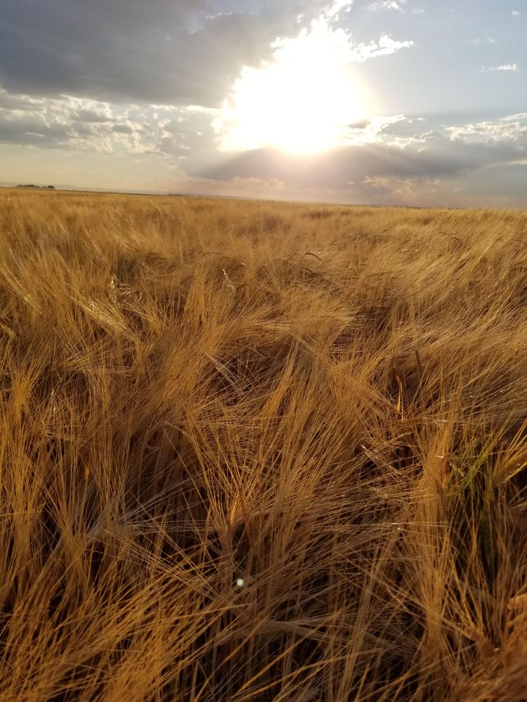 Mailed: September 25, 2024 - The 2024 Combined Assessment ( Irrigation ...