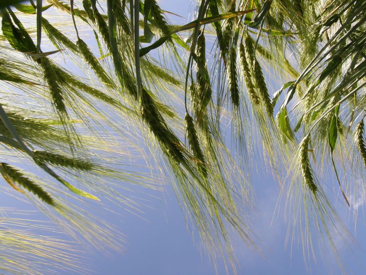 Home | Lethbridge Northern Irrigation District