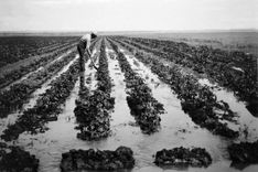 Home | Lethbridge Northern Irrigation District